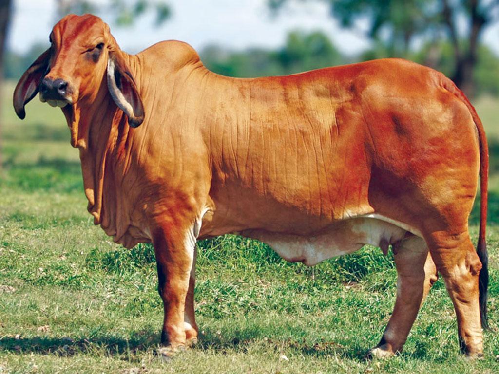 GIPSY PLAINS RED RHAPSODY 8516 (PS) - Gipsy Plains Brahmans