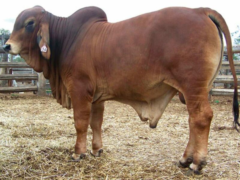 OOLINE COLUMBUS 180 (PS) - Gipsy Plains Brahmans