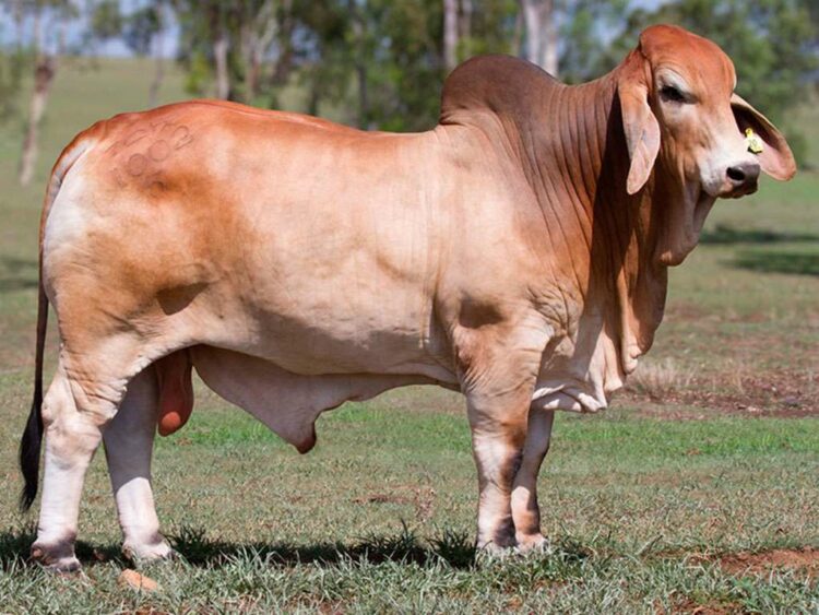OOLINE EVEREST 1002 (H) - Gipsy Plains Brahmans